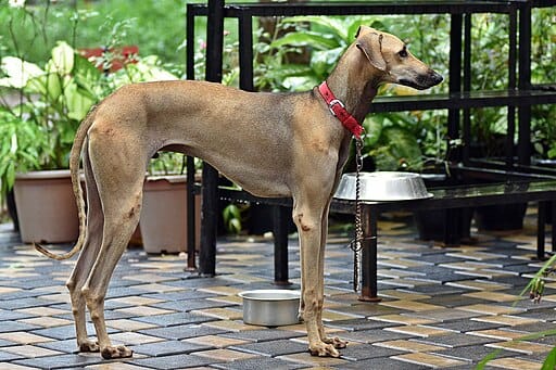Top Dog Breeds that Originated in Tamil Nadu: A Rich Cultural Heritage ...